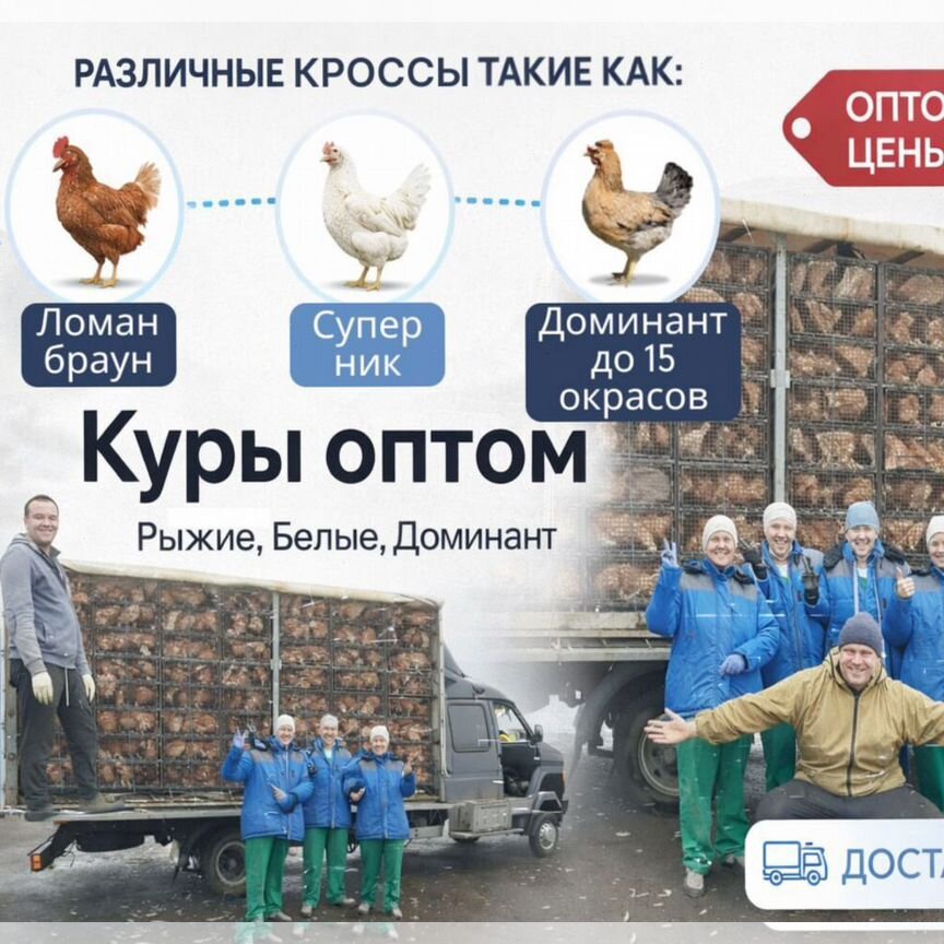 Несушка от 100 шт