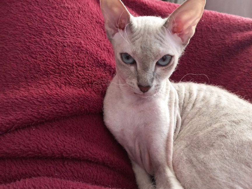 Донской сфинкс