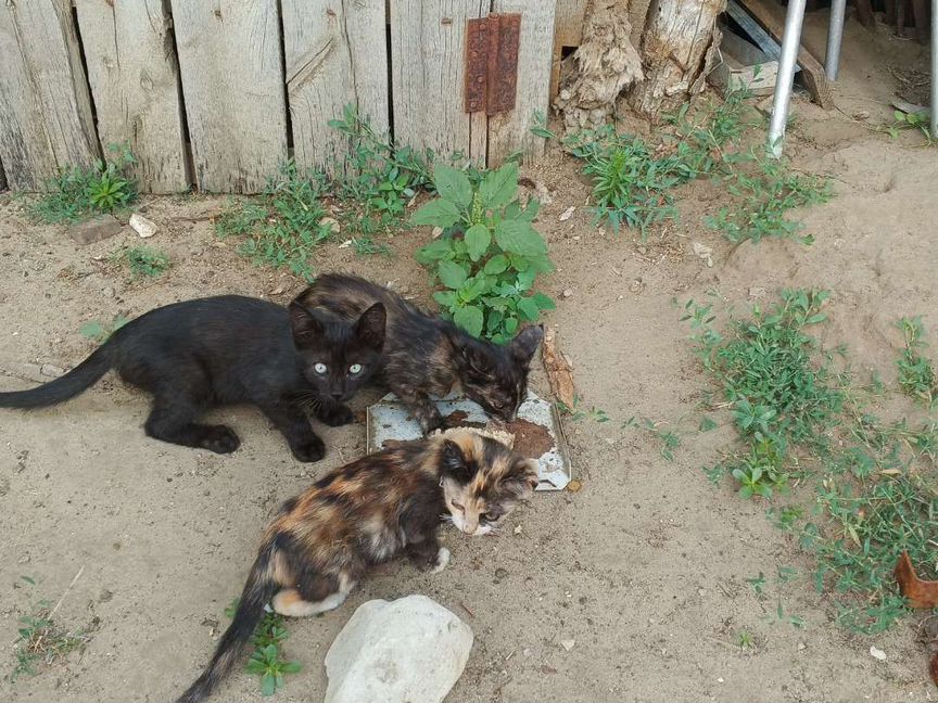 Котята в добрые руки