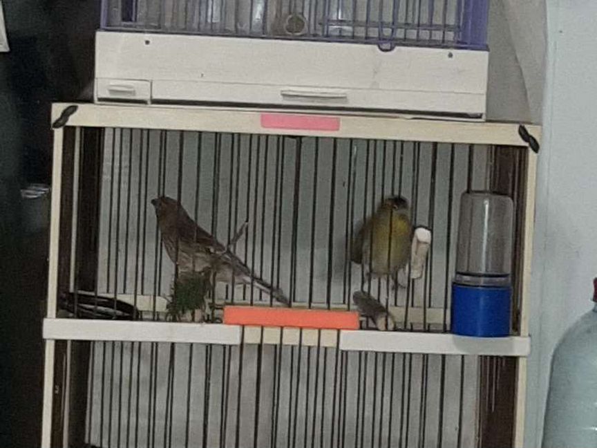 Репел,чиж,щегол,щур