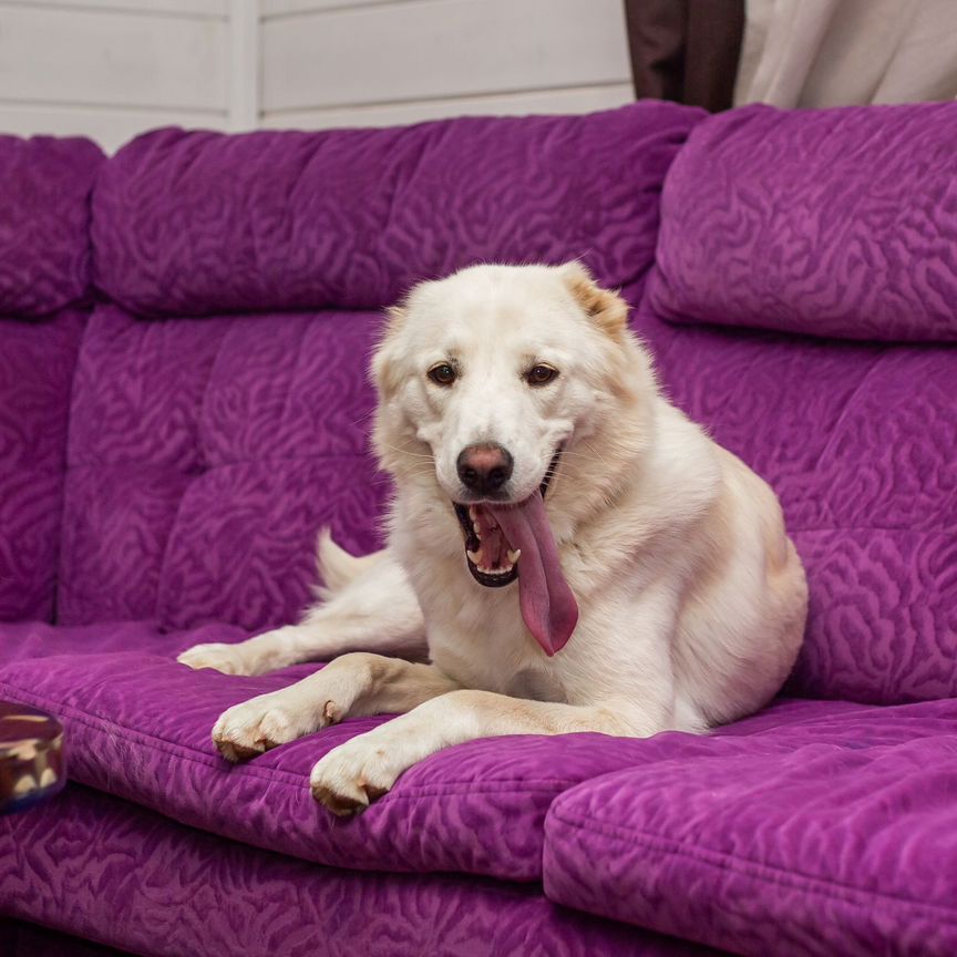 Отдаю в добрые руки