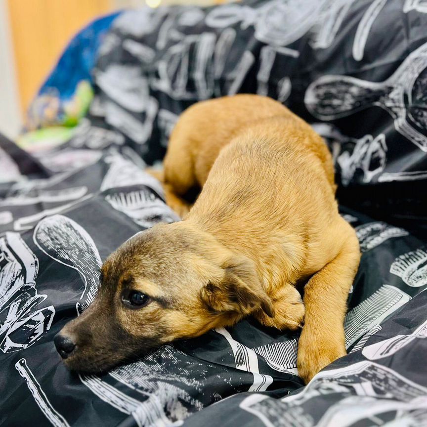 Маленький рыжий щенок в дар