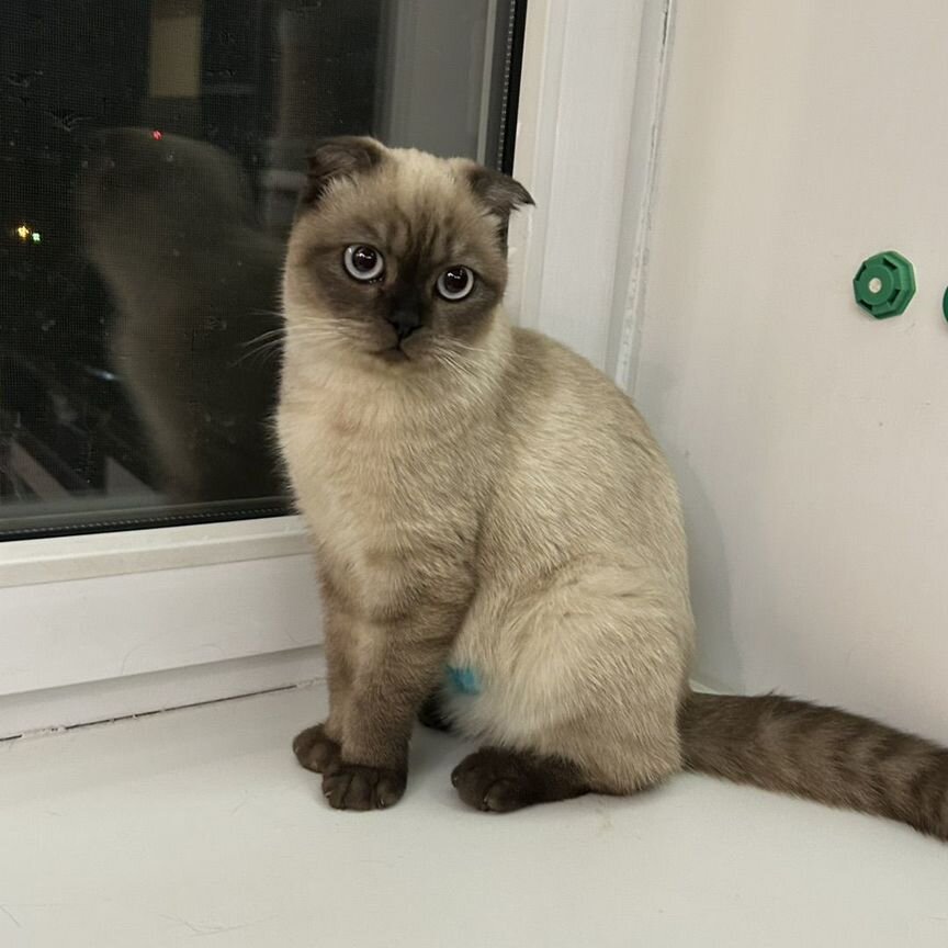 Котенрк Стейси в добрые руки