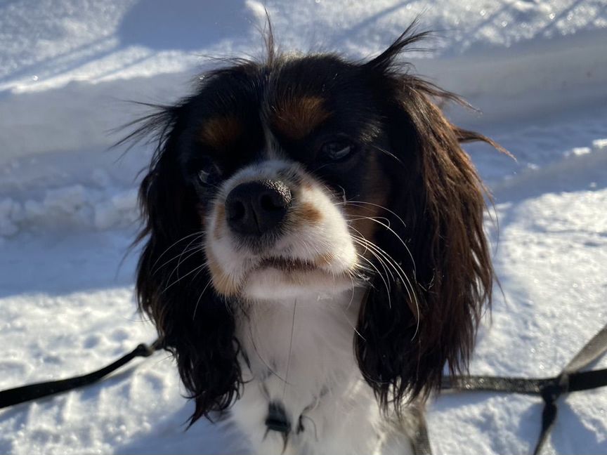 Кавалер кинг чарльз спаниель вязка