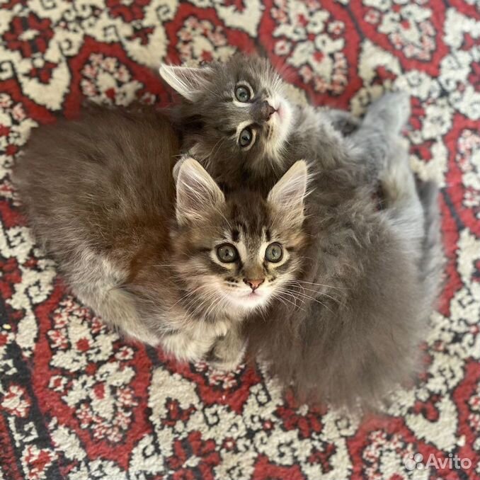 Мэйкун котята