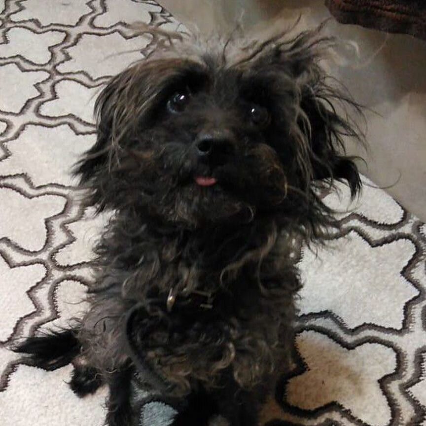 Собаки породы мини