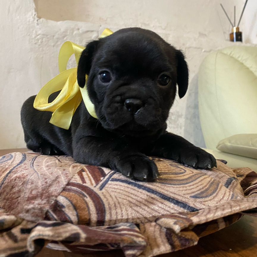 Французский бульдог