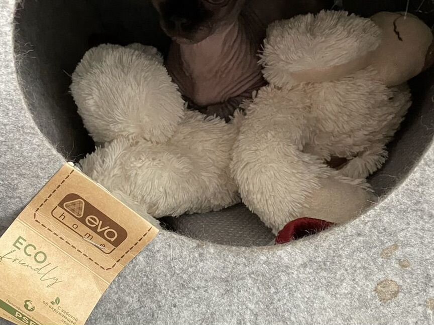 Котята сфинкс бамбино