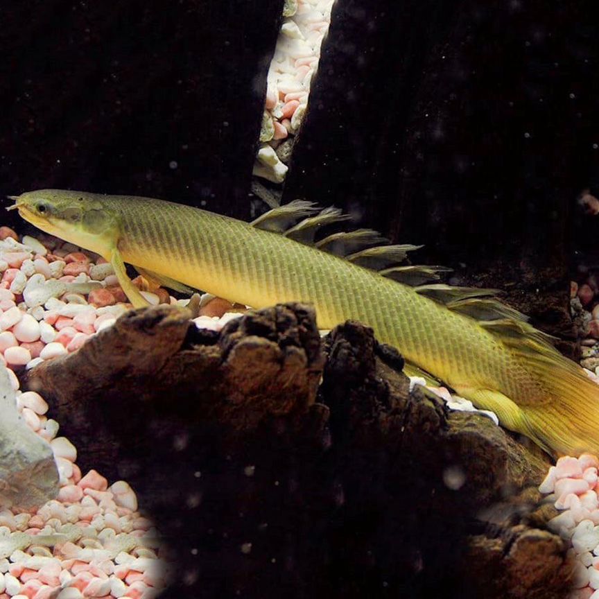 Полиптерус сенегальский