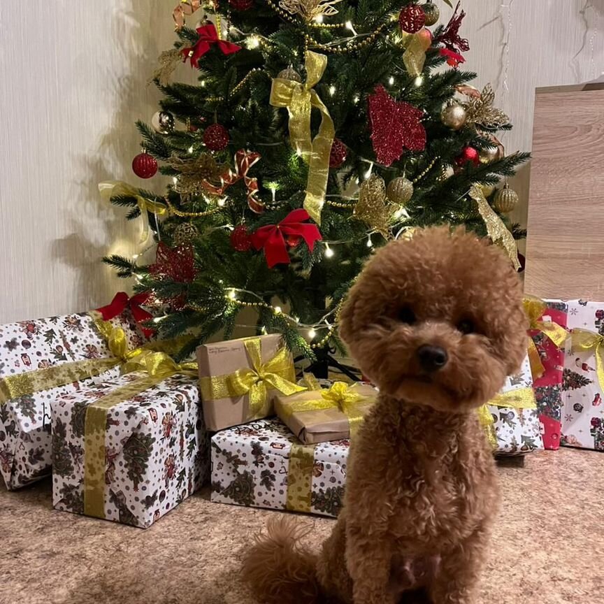 Покрытия самки тойпуделя