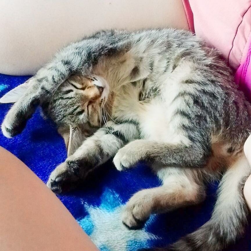Кошечка Буся(Бусинка)
