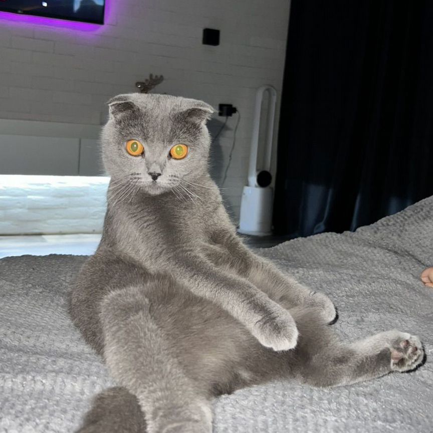 Шотландская вислоухая кошка