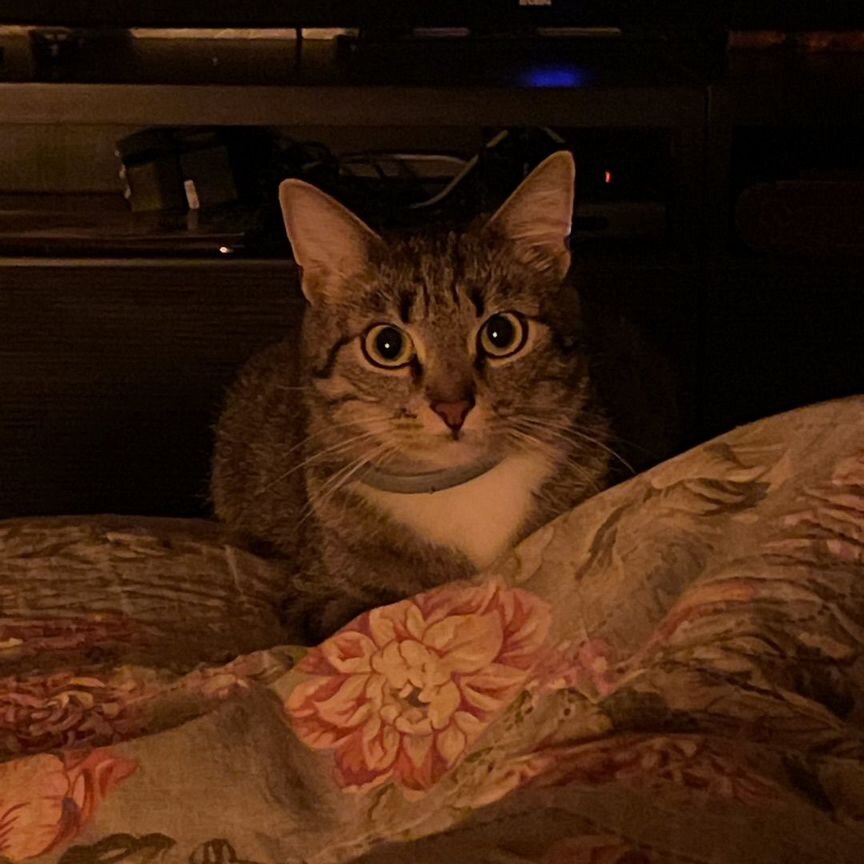 Отдам кота в добрые руки