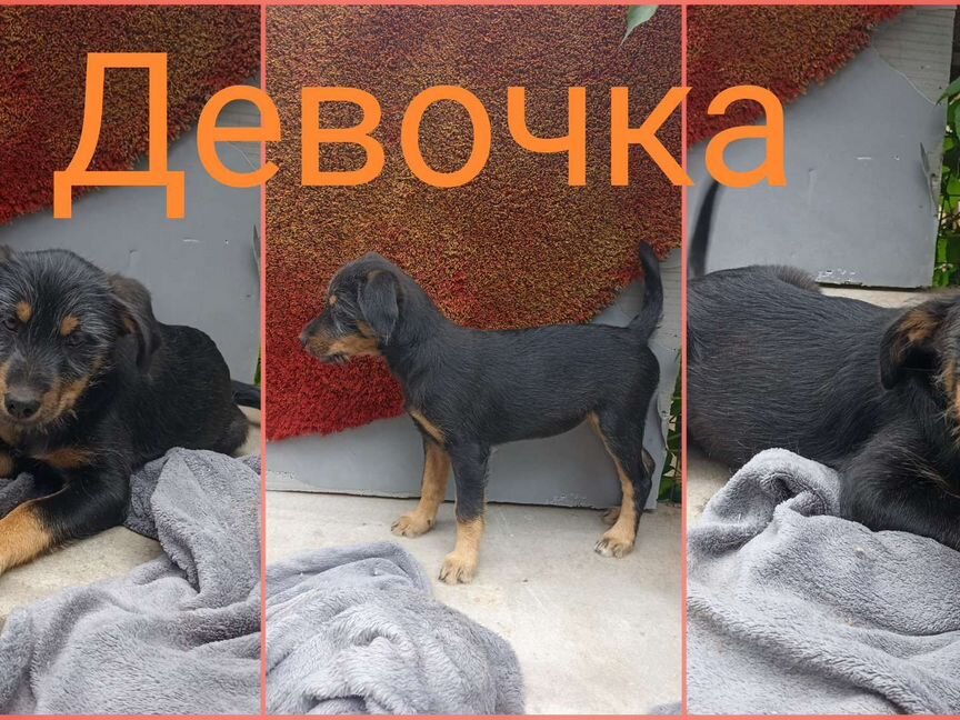 Спасённые щенки в добрые руки