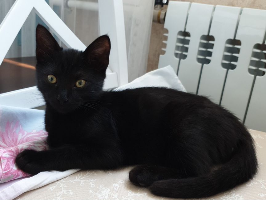 Кошка