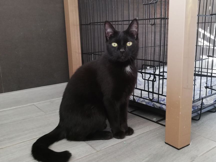 Скромная Мура в добрые руки