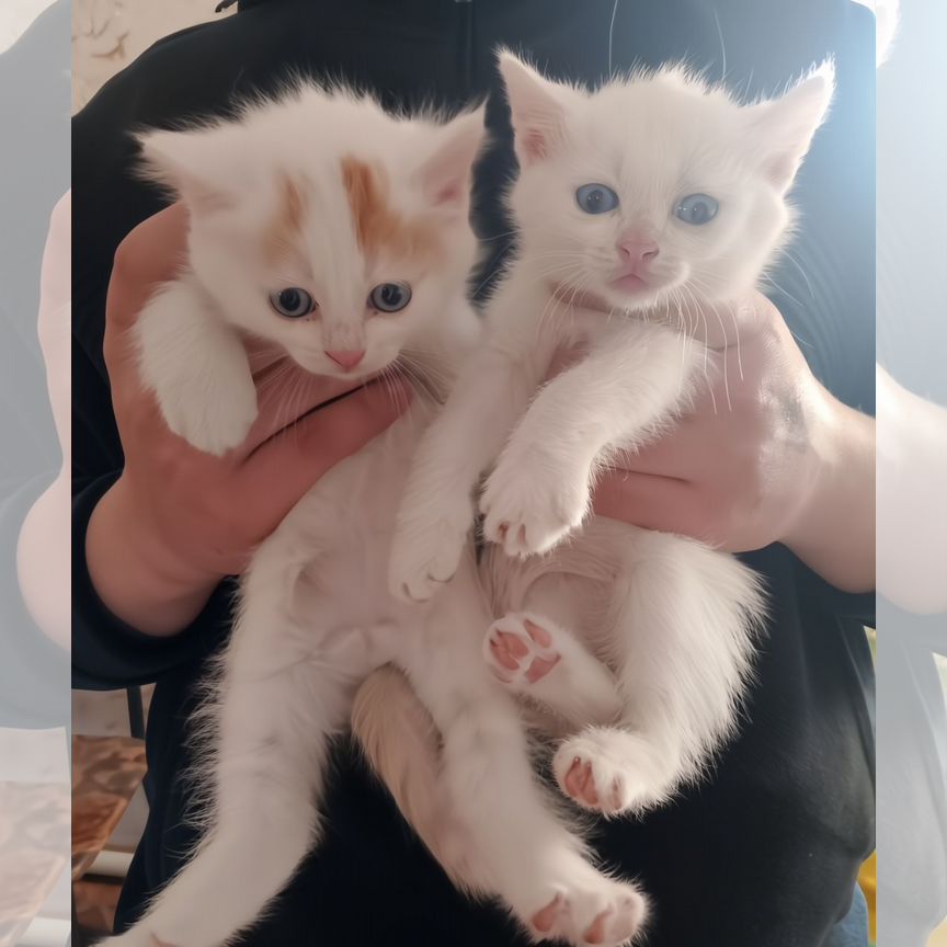 Сибирский котёнок