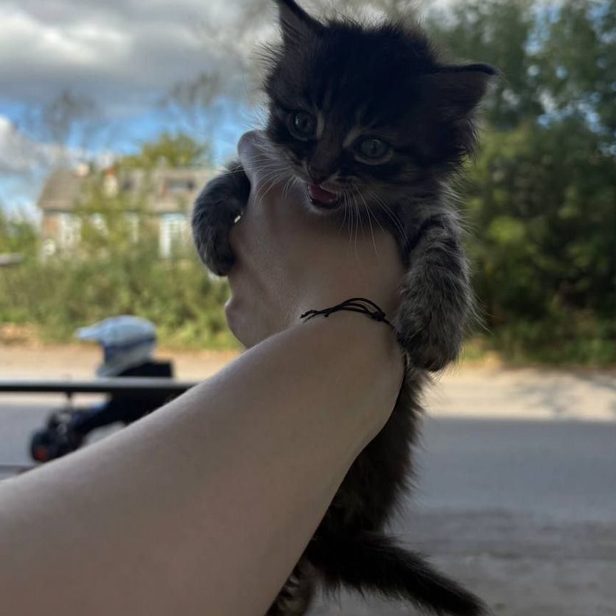Котенок в добрые руки