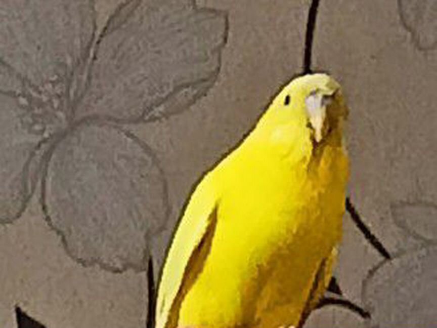 Потерялся попугай волнистый