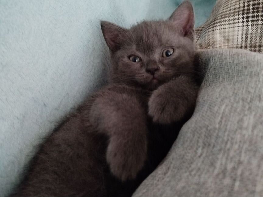 Шотландские котята