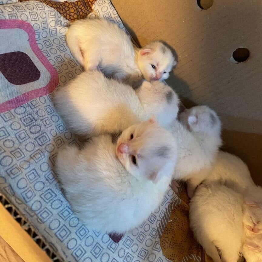 Белые котята