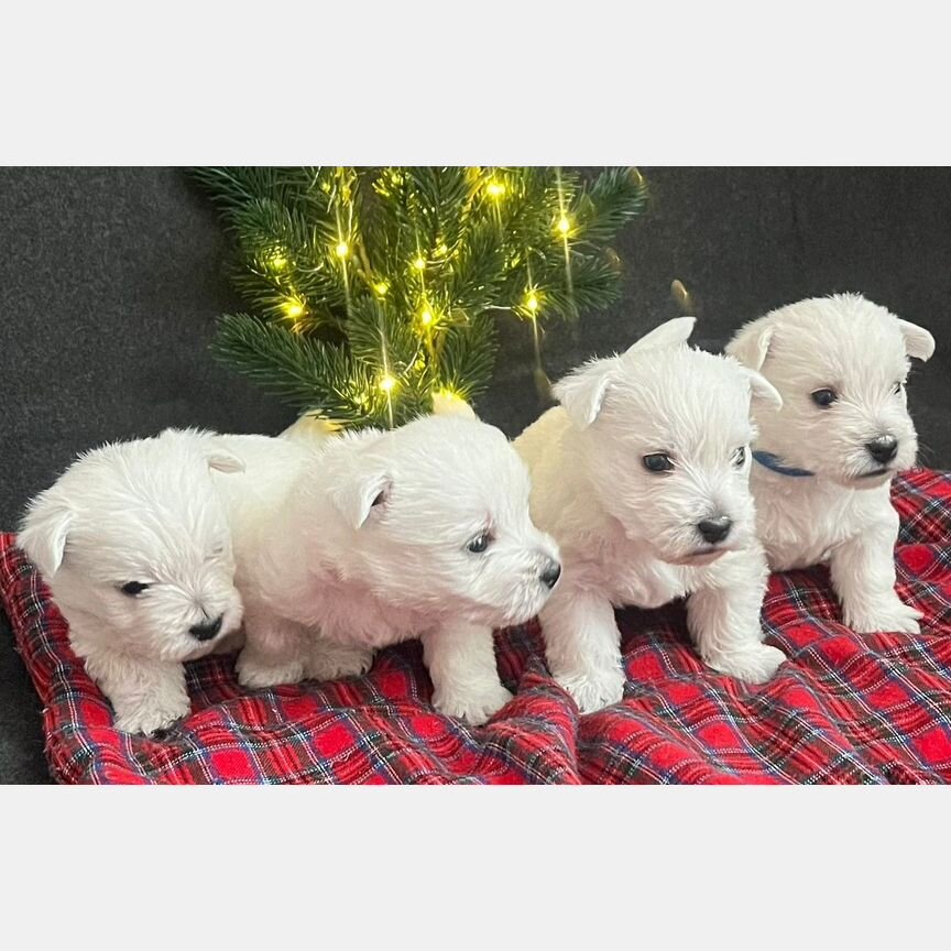 Лучшие вестики РКФ