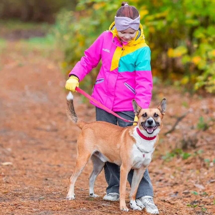 Собака в добрые руки