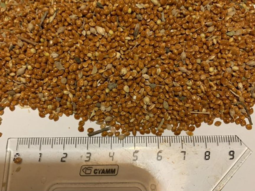 Просо красное