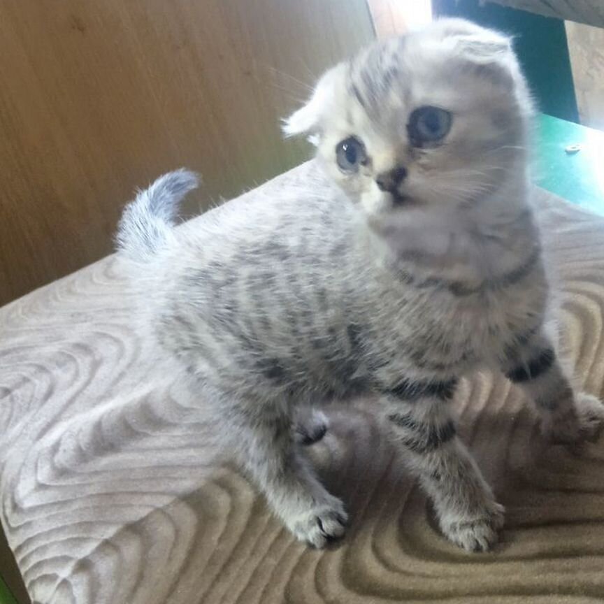 Кошечка в добрые руки