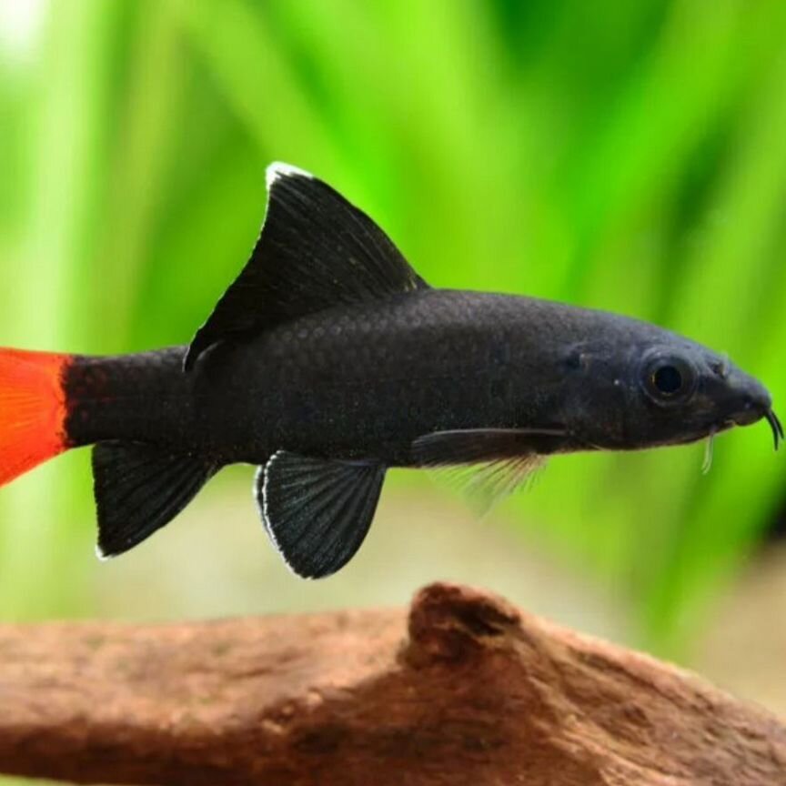 Лабео биколор, боция, гурами и много всего