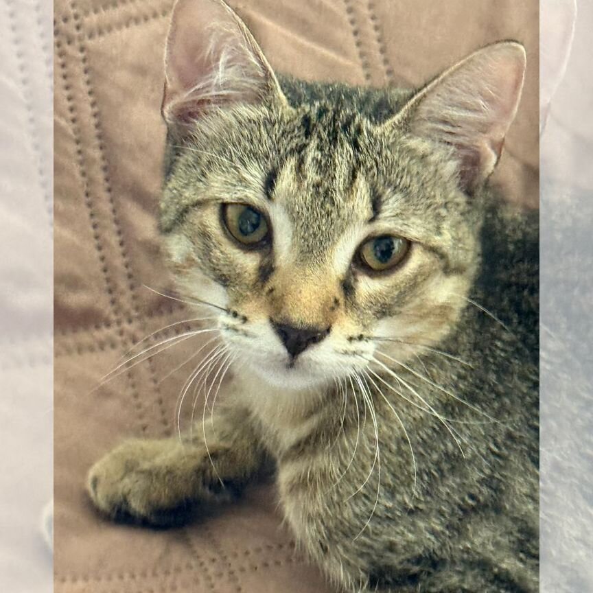 Маленький котёнок мальчик