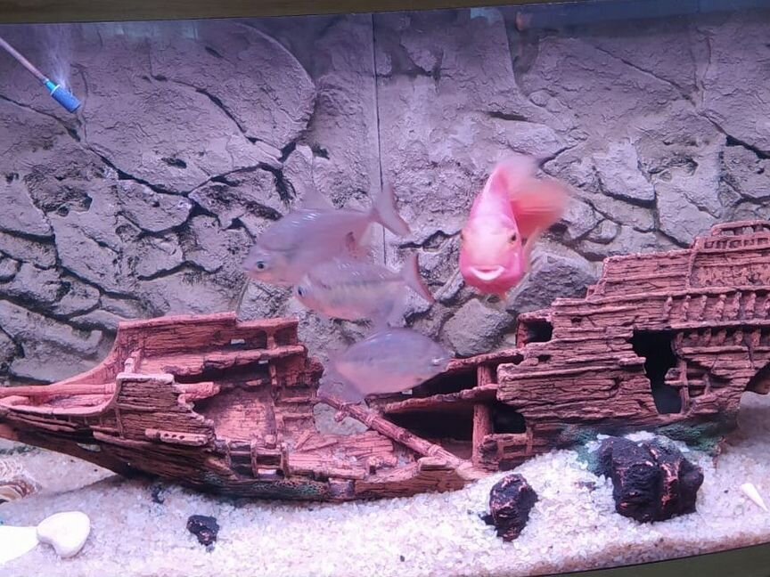 Корабль грот аквариумный большой 80см