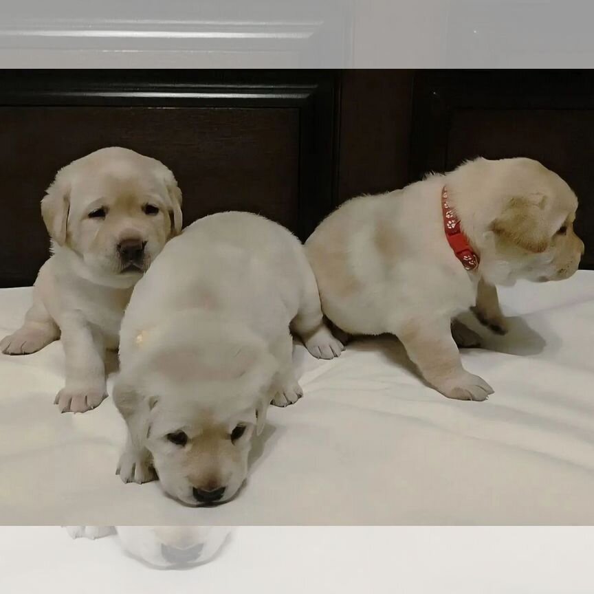 Лабрадор-ретривер, щенок