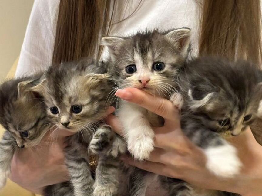 Котята в добрые руки бесплатно