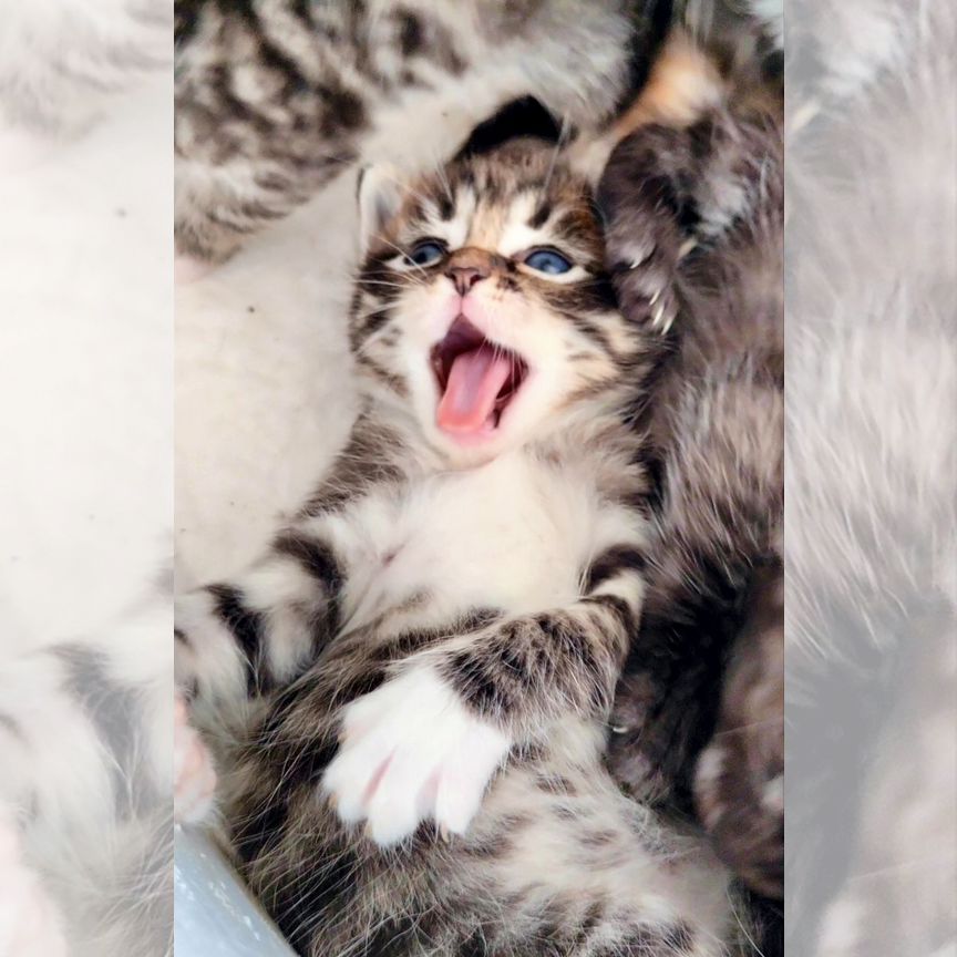 Котёнок в добрые руки