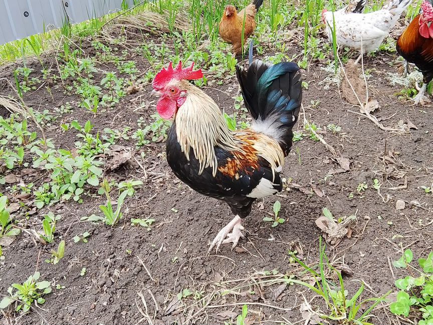 Петух карликовый (бентамка)