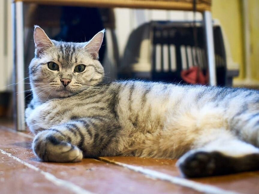 Котик
