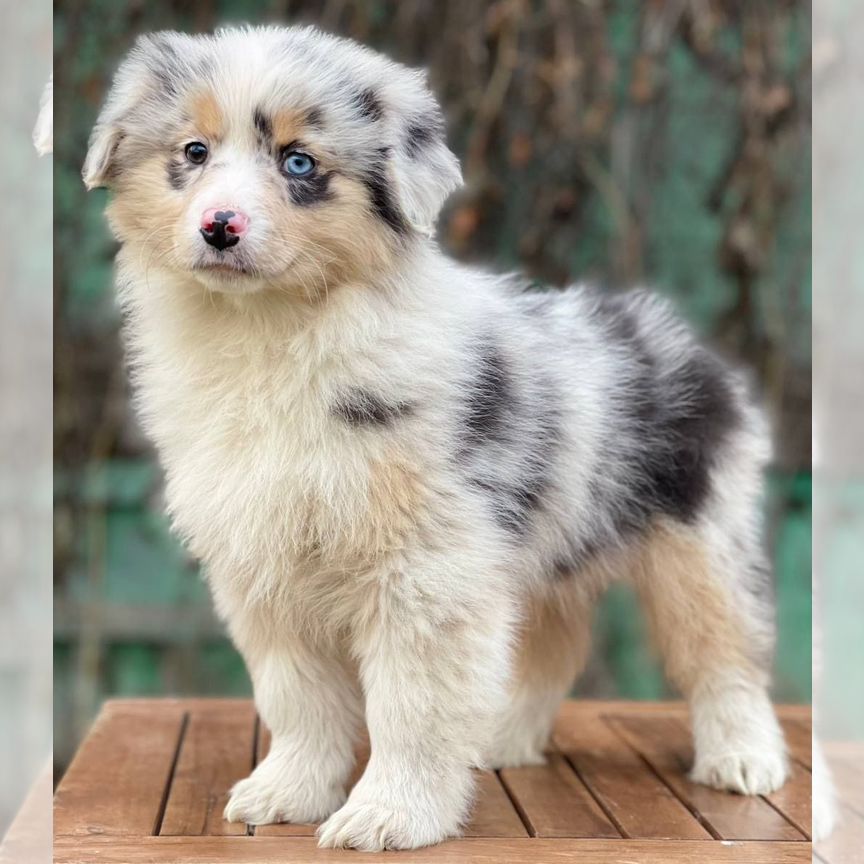 Австралийская овчарка, щенок