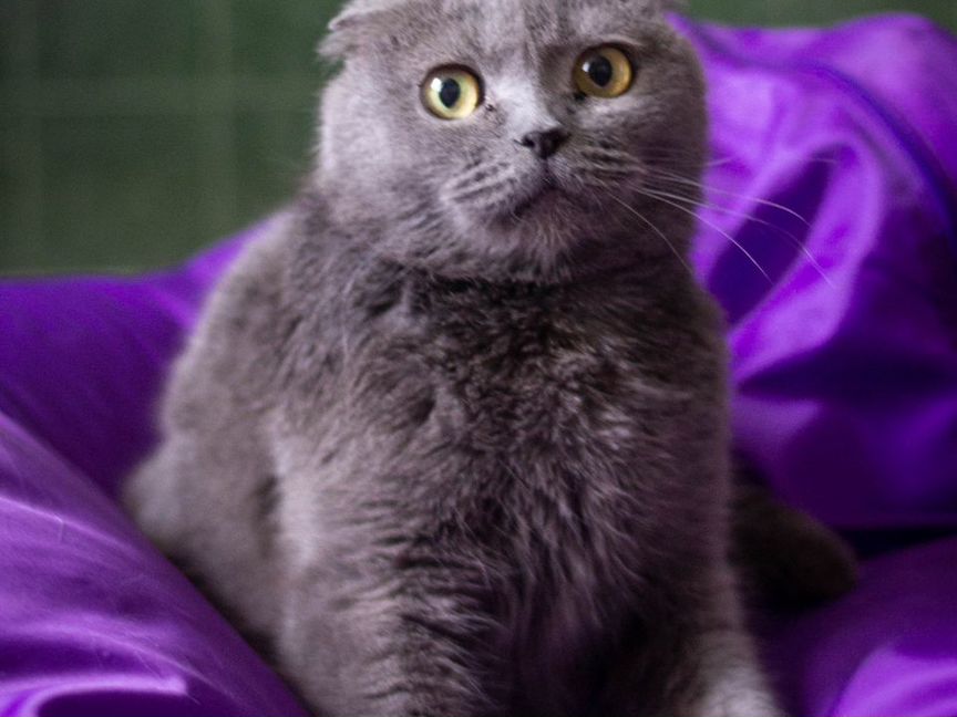 Осторожная кошечка Виктория