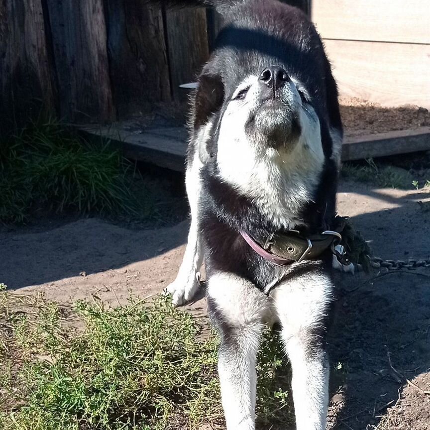 Хаски в добрые руки