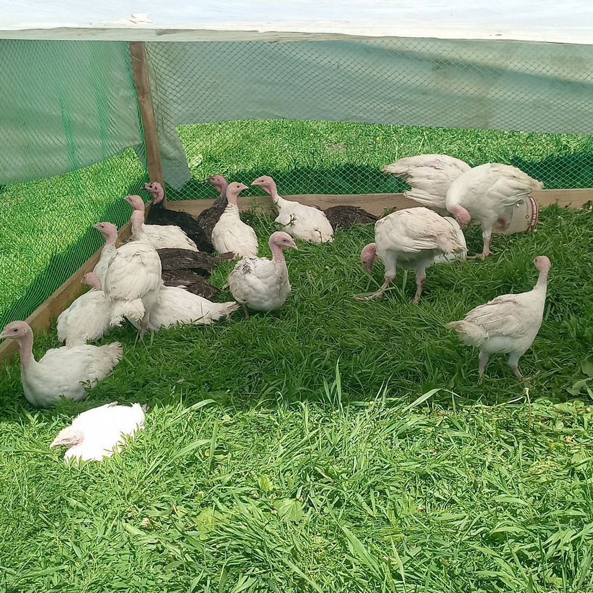 Индюки индюшата подрощенные
