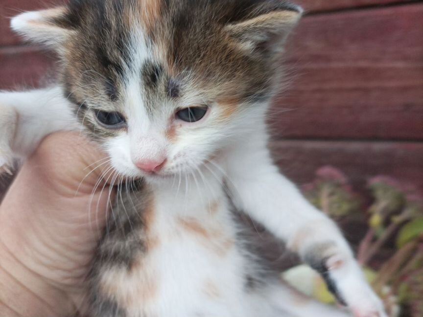 Кошечка в добрые руки