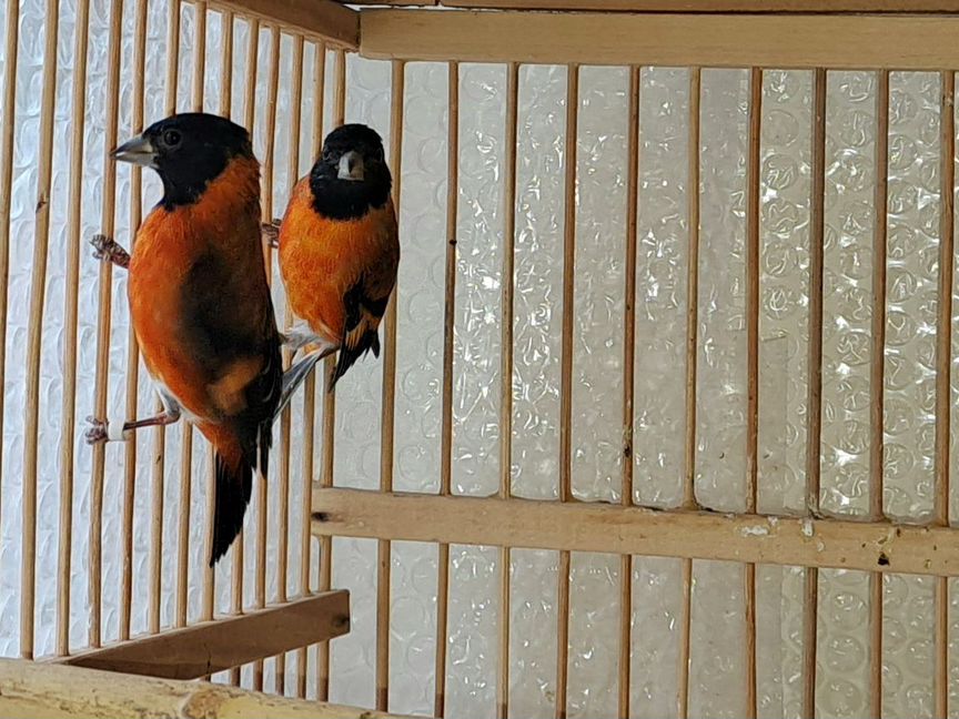 Венесуэльские чижи