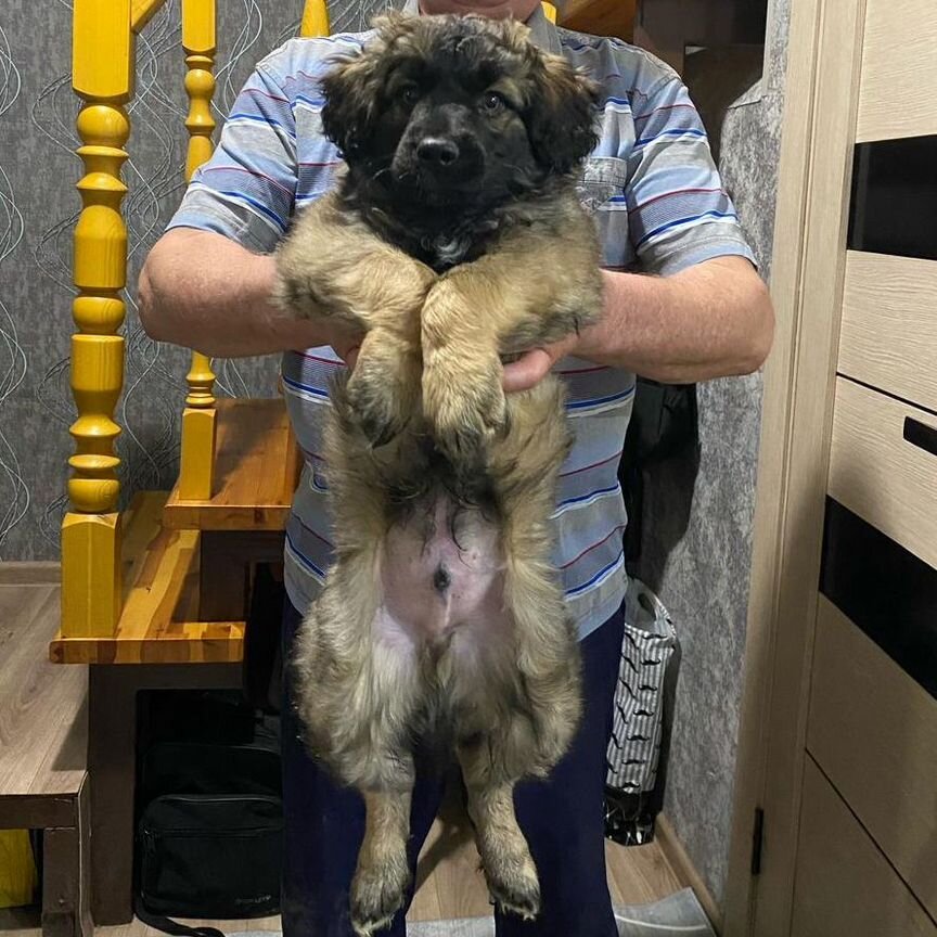 Щенок в добрые руки мальчик