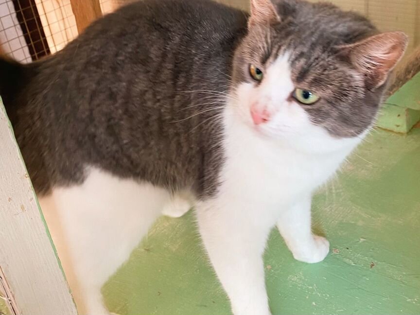 Красавица плюшевая кошка с изумрудными глазами