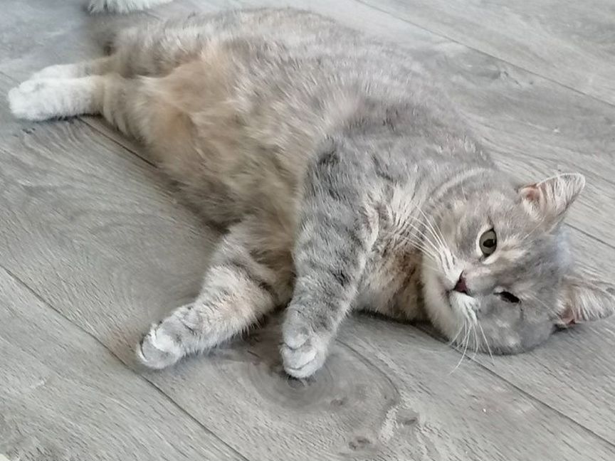 Милая пухляшка Бусинка