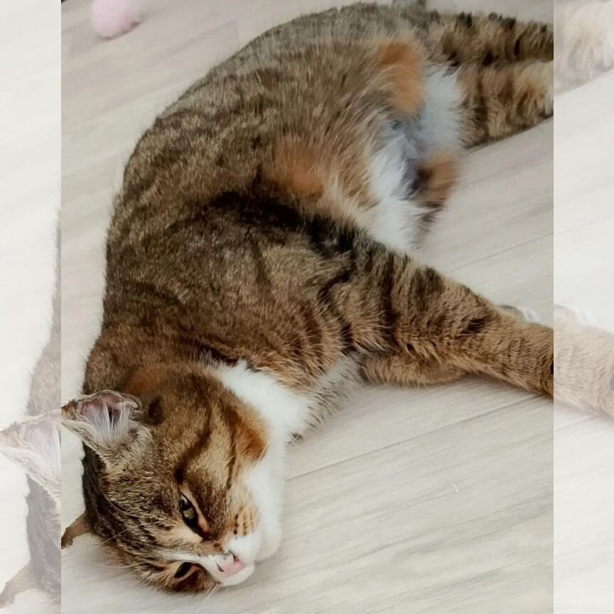 Взрослая, кошка в добрые руки