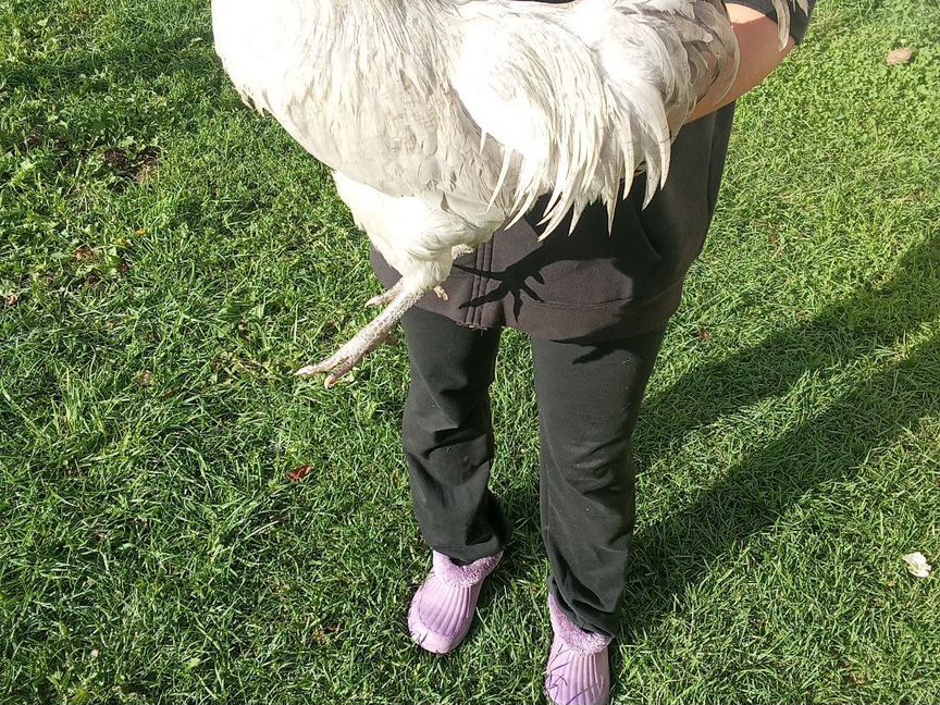 Петух порода Амерукана Лаванда и Коричневый