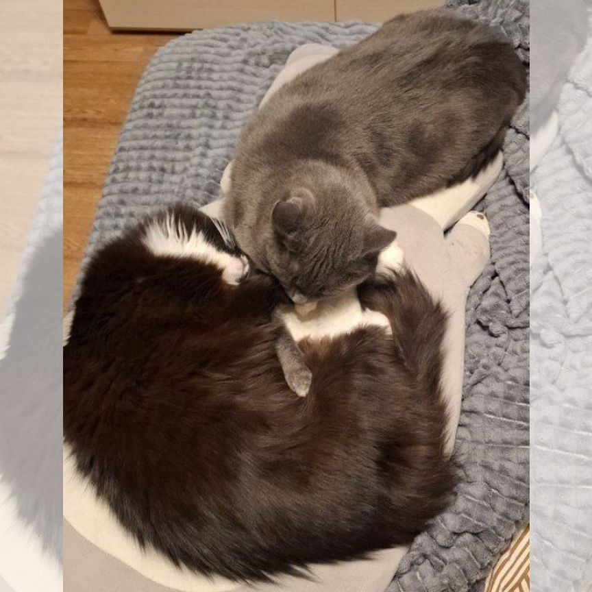 Взрослый кот в добрые руки