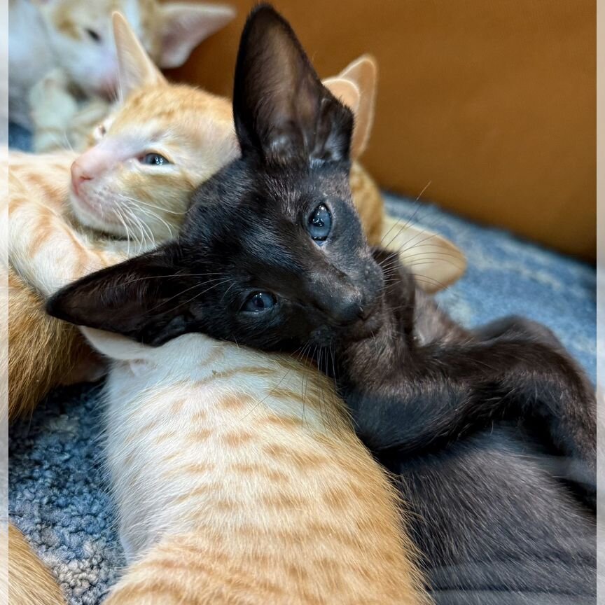 Ориентальный котёнок